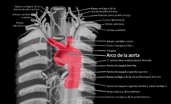 Arco aórtico - EcuRed