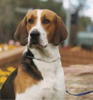 Foxhound americano - EcuRed