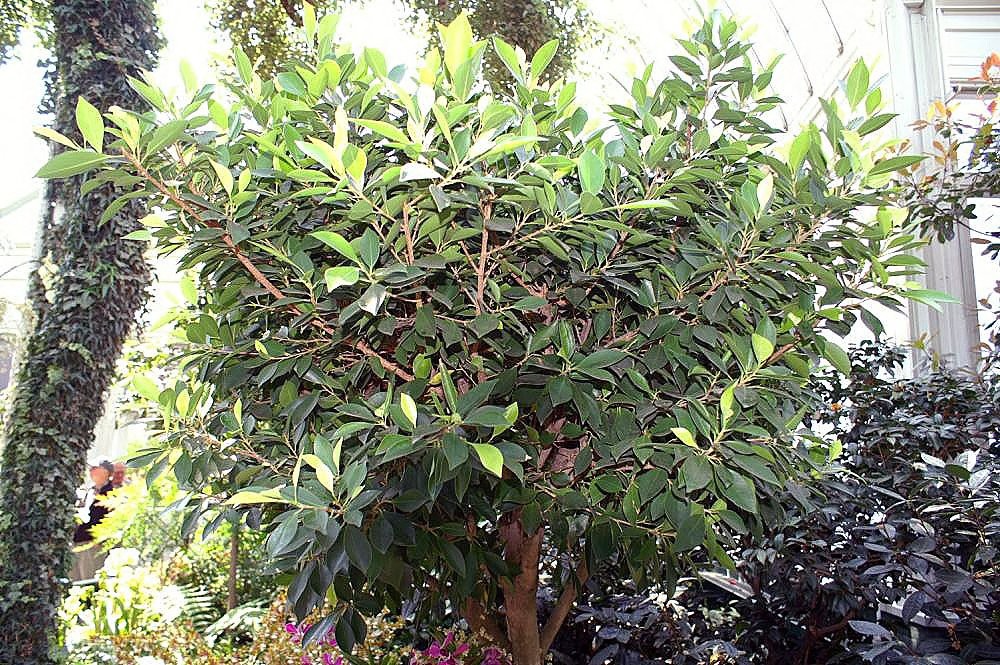 Ficus thonningii - EcuRed
