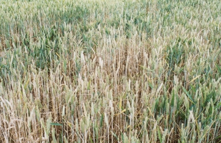 Gaeumannomyces graminis - EcuRed