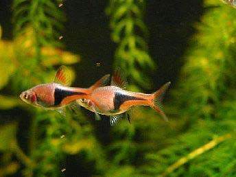 Rasbora hengeli - EcuRed