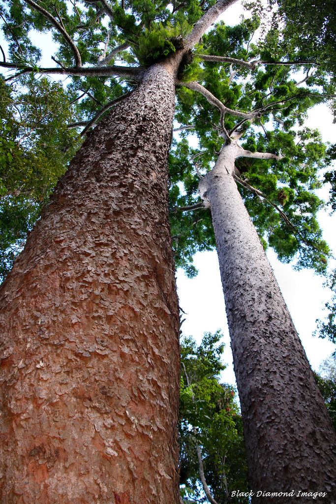 Agathis microstachya - EcuRed