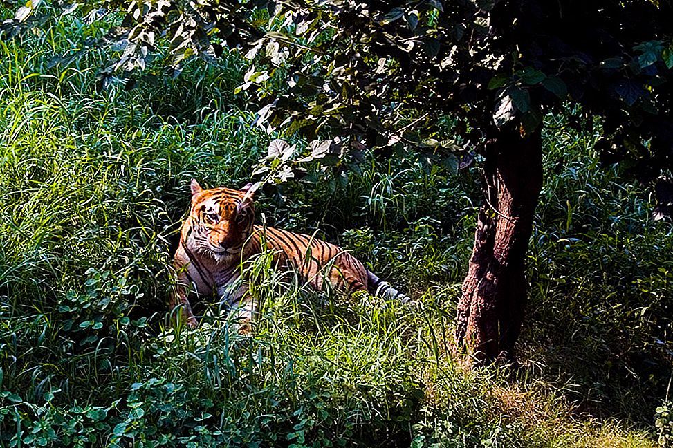 Parque Nacional de Jim Corbett (India) - EcuRed