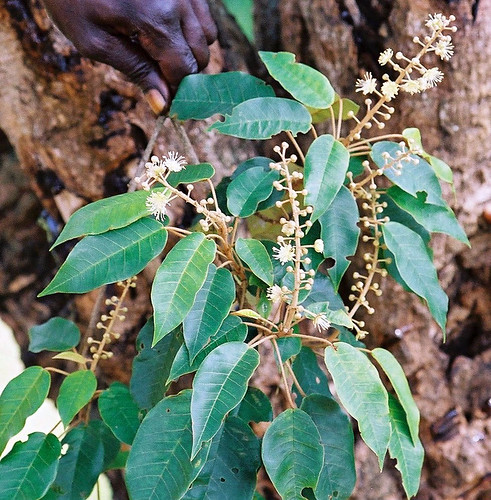 Croton mubango - EcuRed