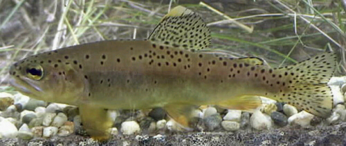 Oncorhynchus apache - EcuRed