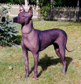 Xoloitzcuintle - EcuRed