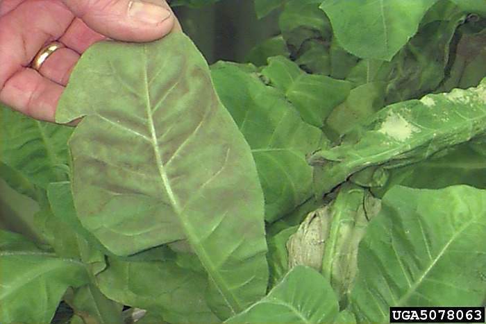 Moho azul del tabaco - EcuRed