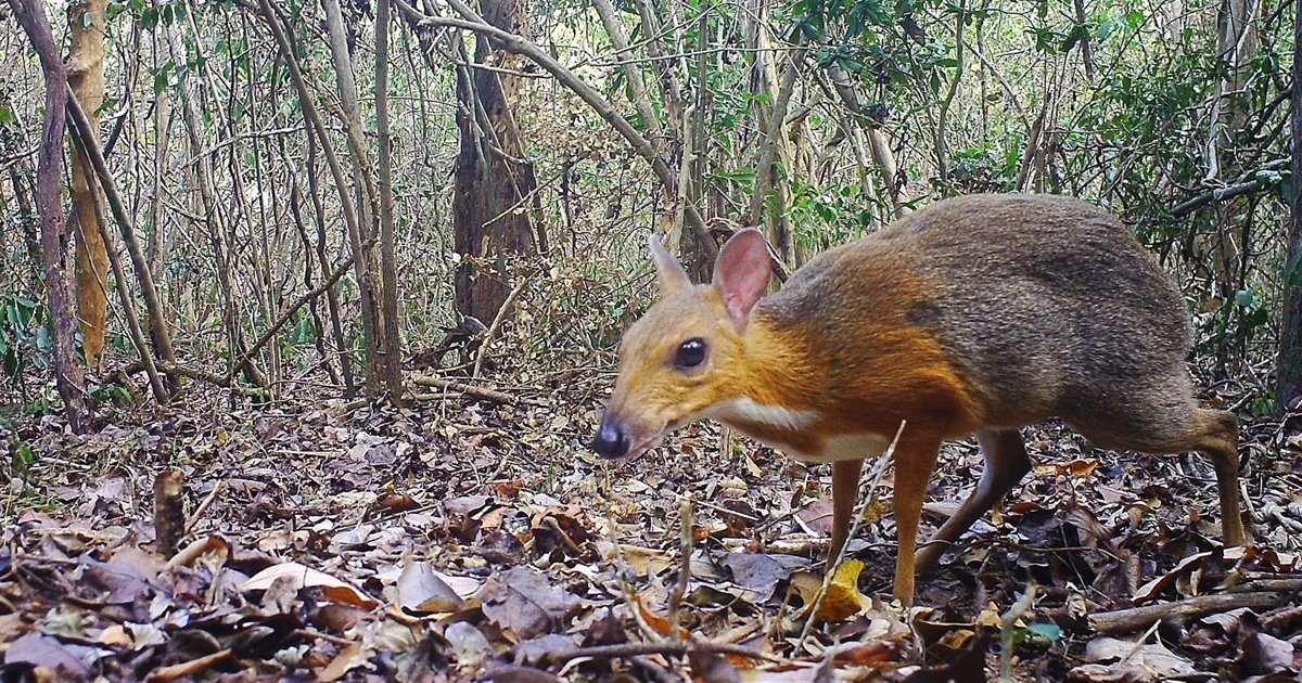 Tragulus versicolor - EcuRed