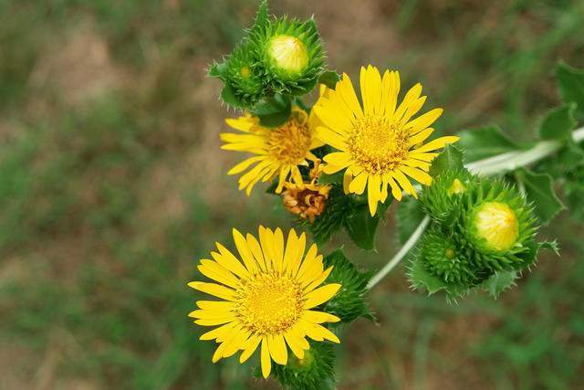 Grindelia squarrosa - EcuRed