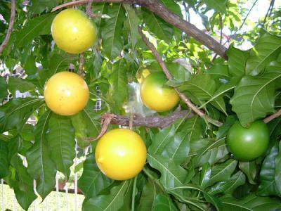 Archivo:Pouteria caimito fruto 1.jpg - EcuRed