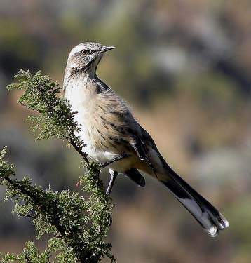 Tenca chilena - EcuRed