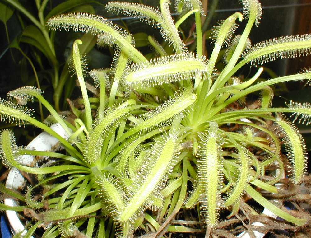 Drosera capensis alba - EcuRed