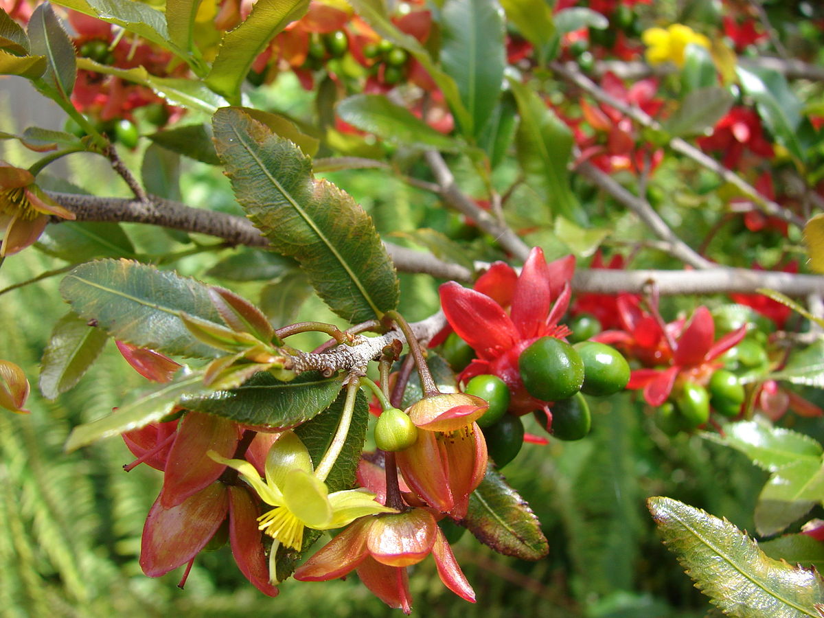 Ochna serrulata - EcuRed