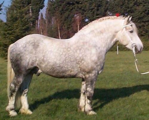 Caballo percherón - EcuRed