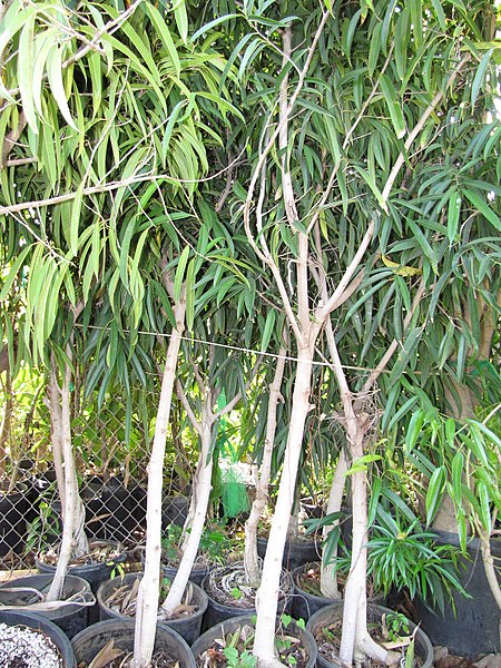 Ficus maclellandii - EcuRed