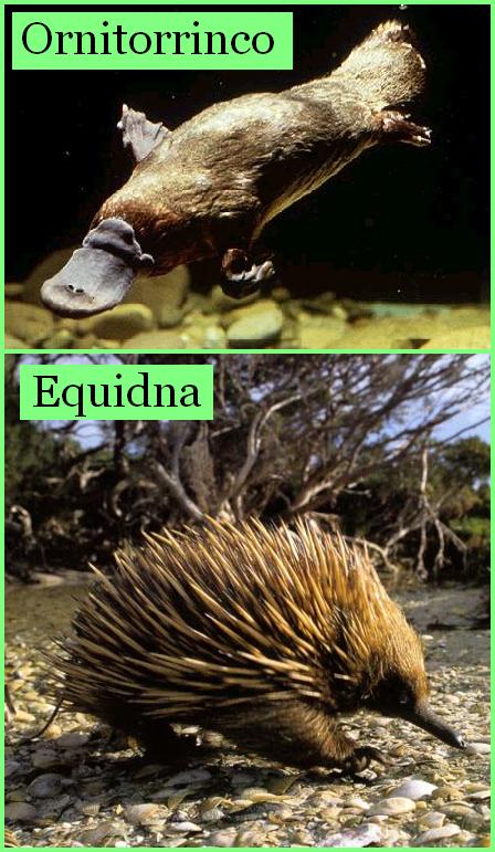 Prototheria - EcuRed