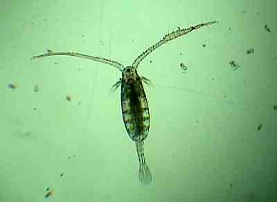 Copepoda - EcuRed