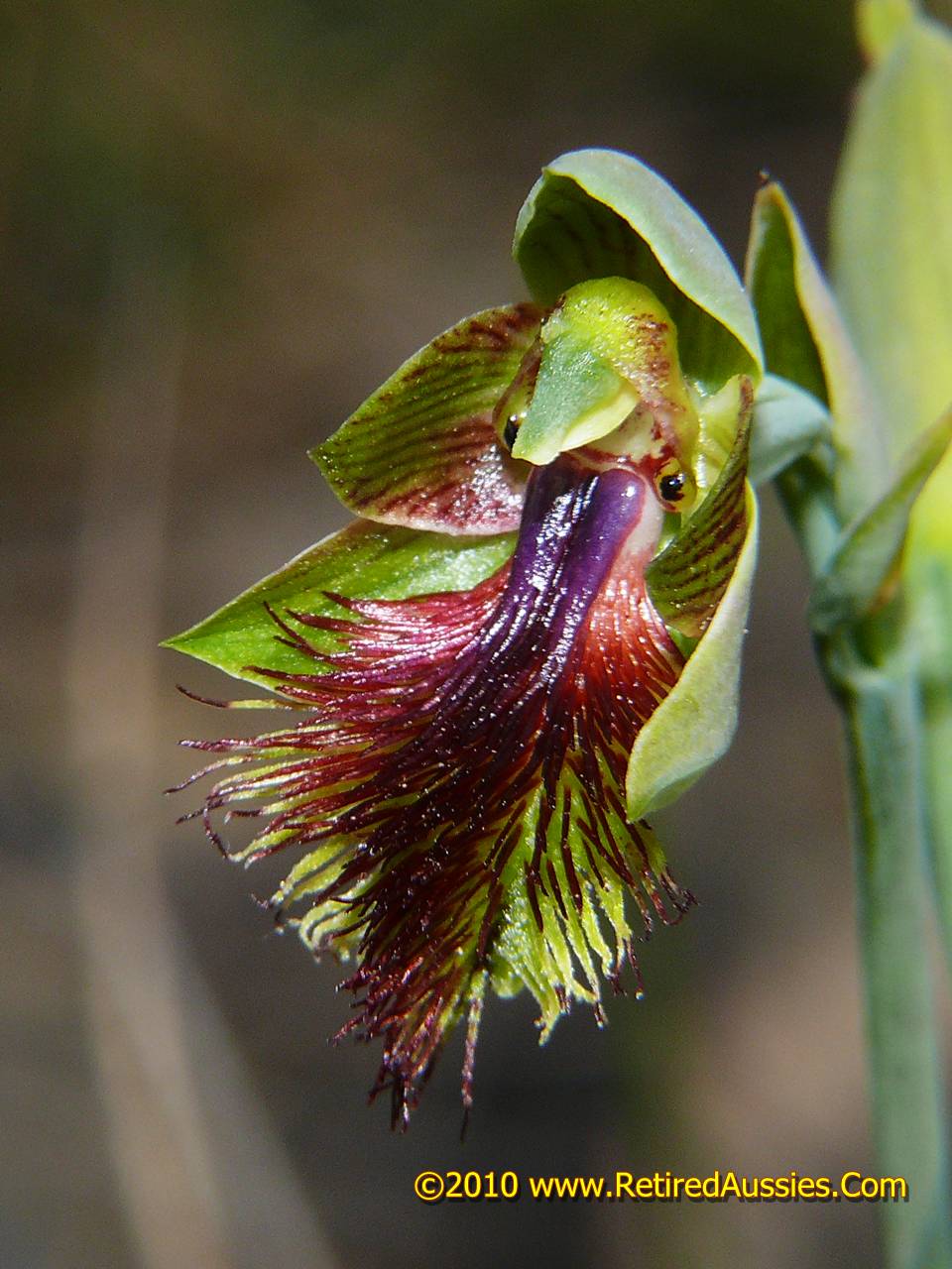 Calochilus - EcuRed