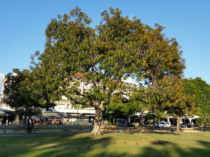 Ficus rubiginosa - EcuRed
