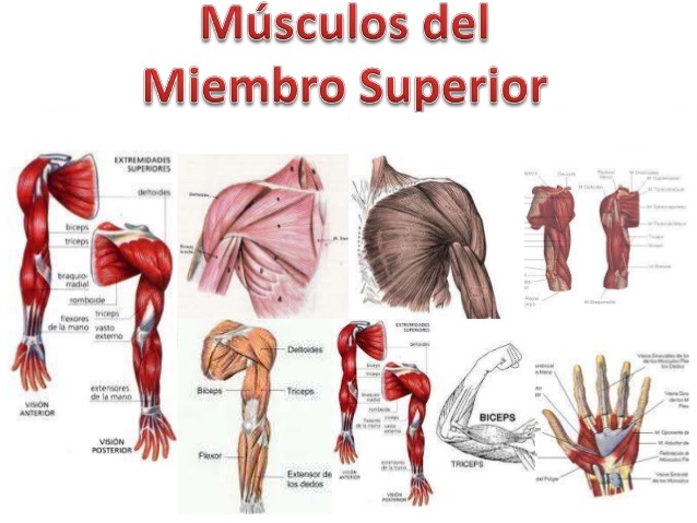 Músculos del miembro superior - EcuRed
