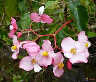 Begonia cucullata - EcuRed