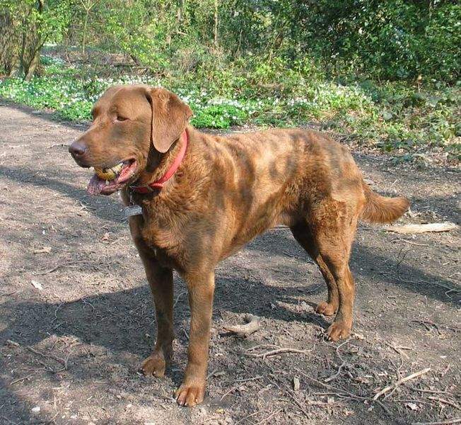 Chesapeake retriever - EcuRed