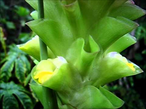 Curcuma aromatica - EcuRed