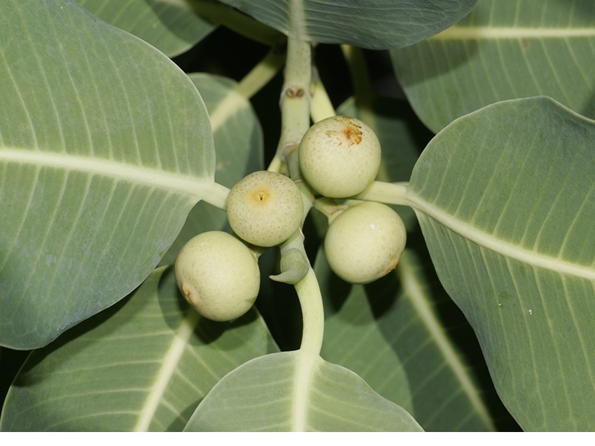 Ficus atricha - EcuRed