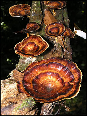 Microporus xanthopus - EcuRed