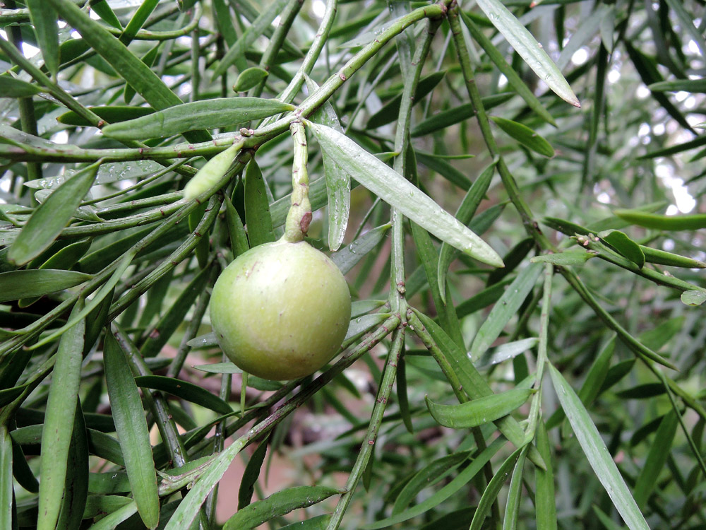 Afrocarpus Falcatus - EcuRed