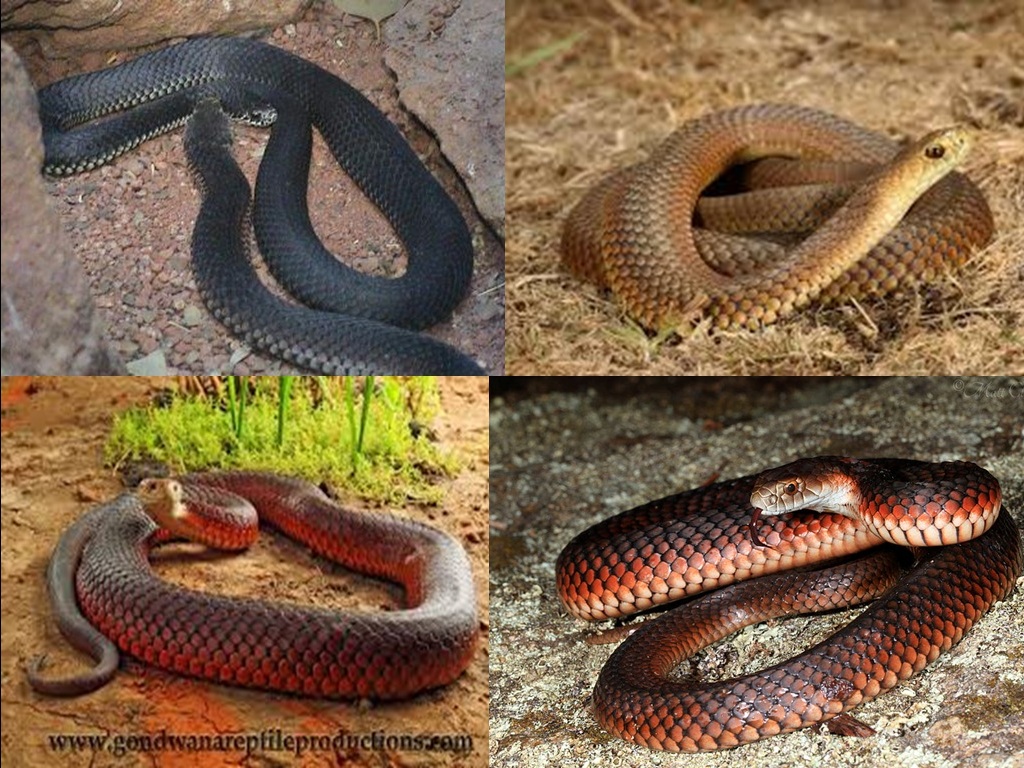 Austrelaps superbus - EcuRed