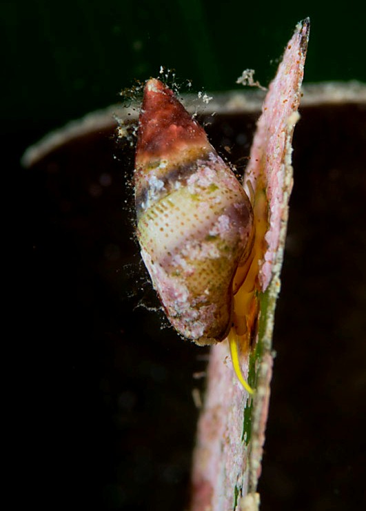 Rissoa violacea - EcuRed