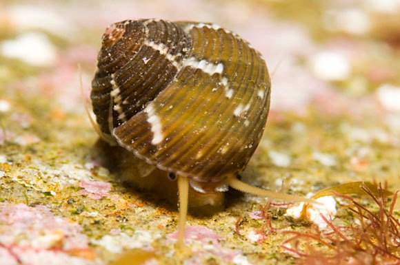 Clanculus cruciatus - EcuRed