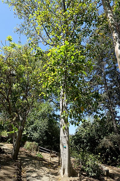 Ficus drupacea - EcuRed