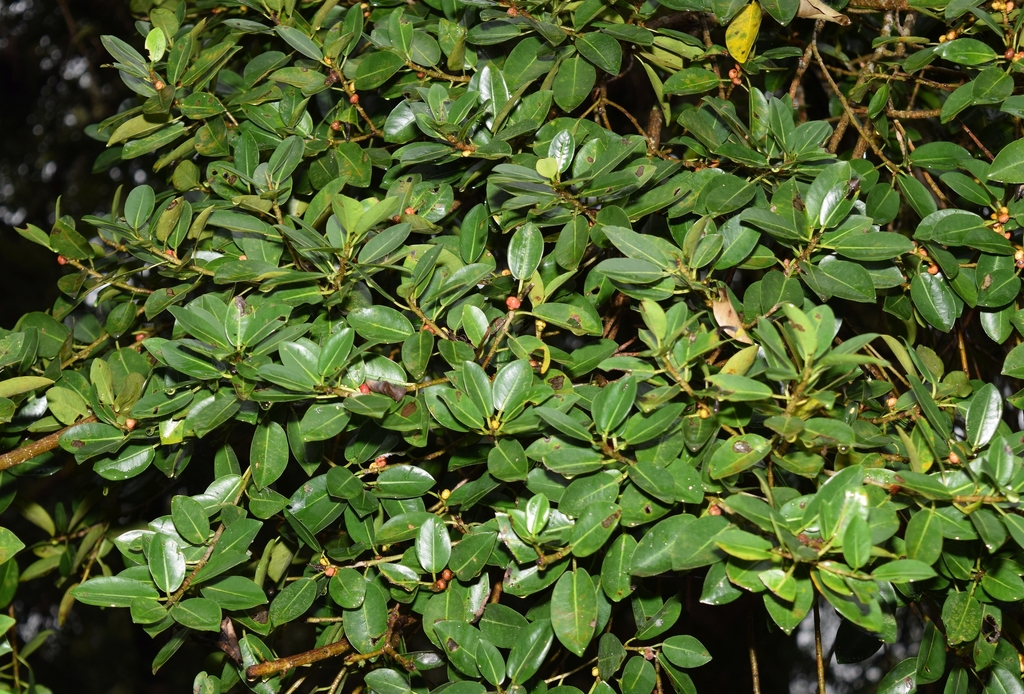 Ficus rzedowskiana - EcuRed