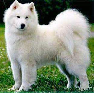 Samoyedo - EcuRed