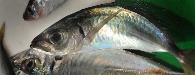 Trachurus trachurus - EcuRed