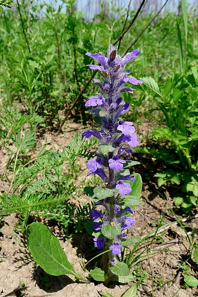 Ajuga multiflora - EcuRed
