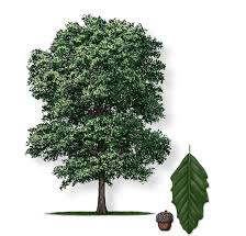 Quercus - EcuRed