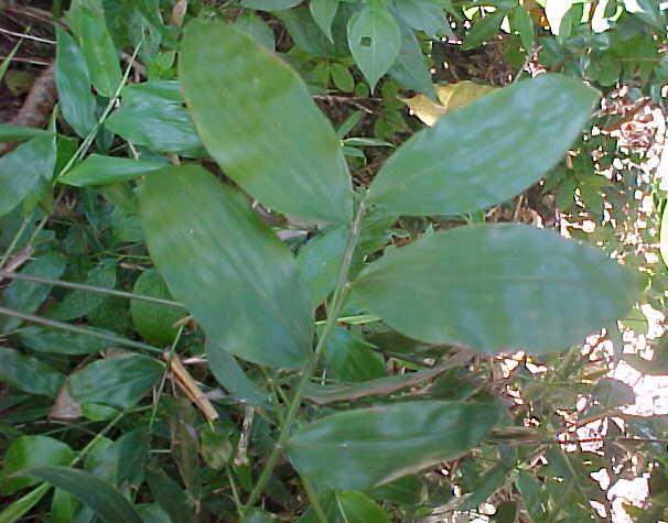 Tibisí - EcuRed