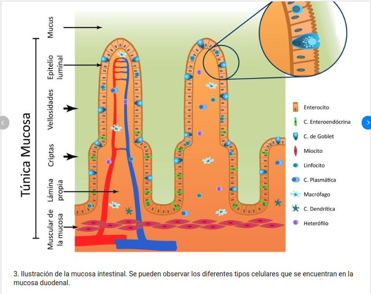 Mucosa intestinal - EcuRed