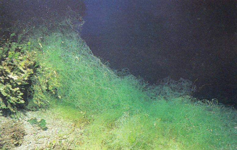 Microdictyon boergesenii - EcuRed