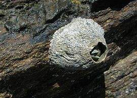 Cirrípedos - EcuRed