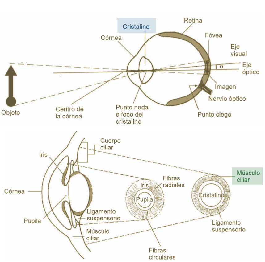 Acomodación visual - EcuRed