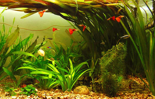 Plantas acuáticas sumergidas - EcuRed