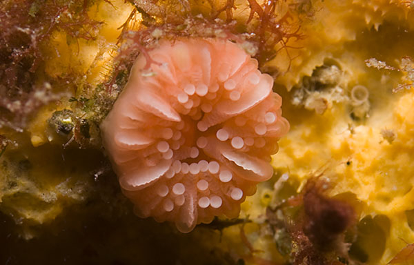 Caryophyllia inornata - EcuRed