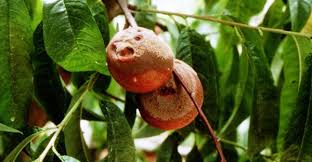 Monilinia fructícola - EcuRed