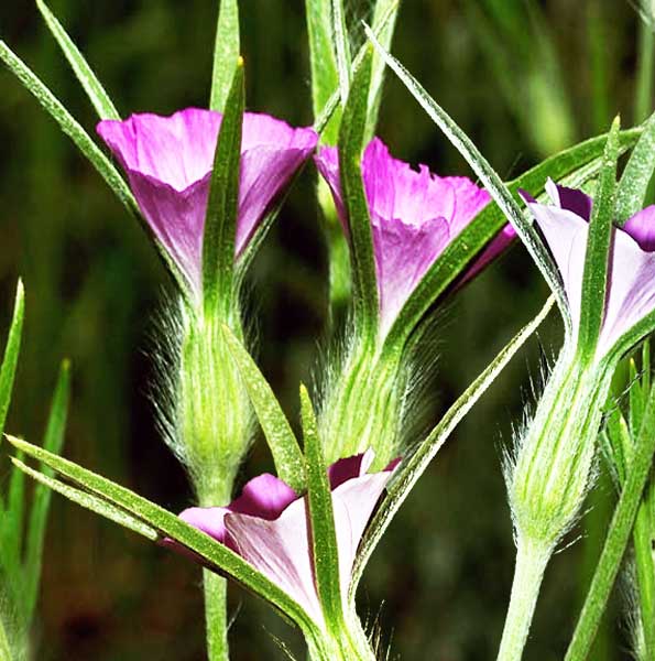 Caryophyllaceae - EcuRed