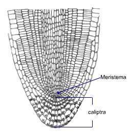 Diferenciación morfológica de los tejidos vegetales - EcuRed