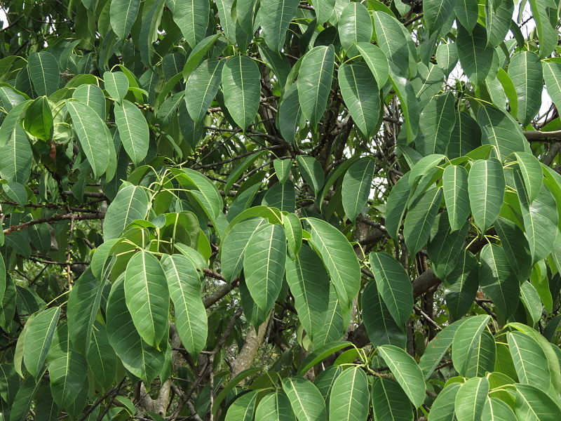 Ficus tsjakela - EcuRed